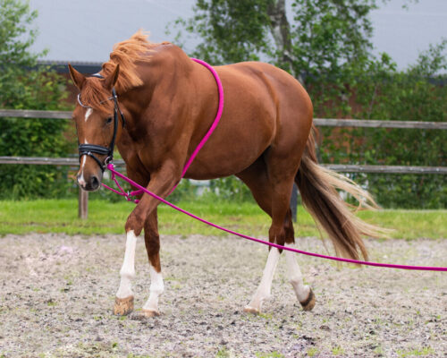 QHP LUNGING AID PINK – NVS Equine Attire